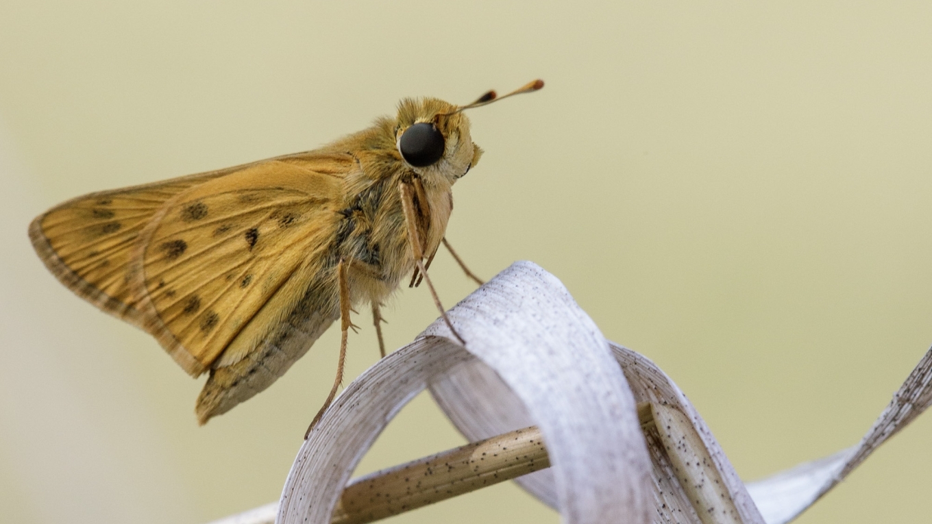 Study Reveals Way to Measure Role of Climate Change in Insect Decline ...